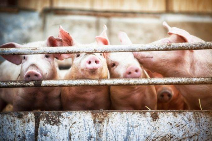 Peste suina, scatta l'allarme contagio in Toscana Peste suina, scatta l'allarme contagio in Toscana