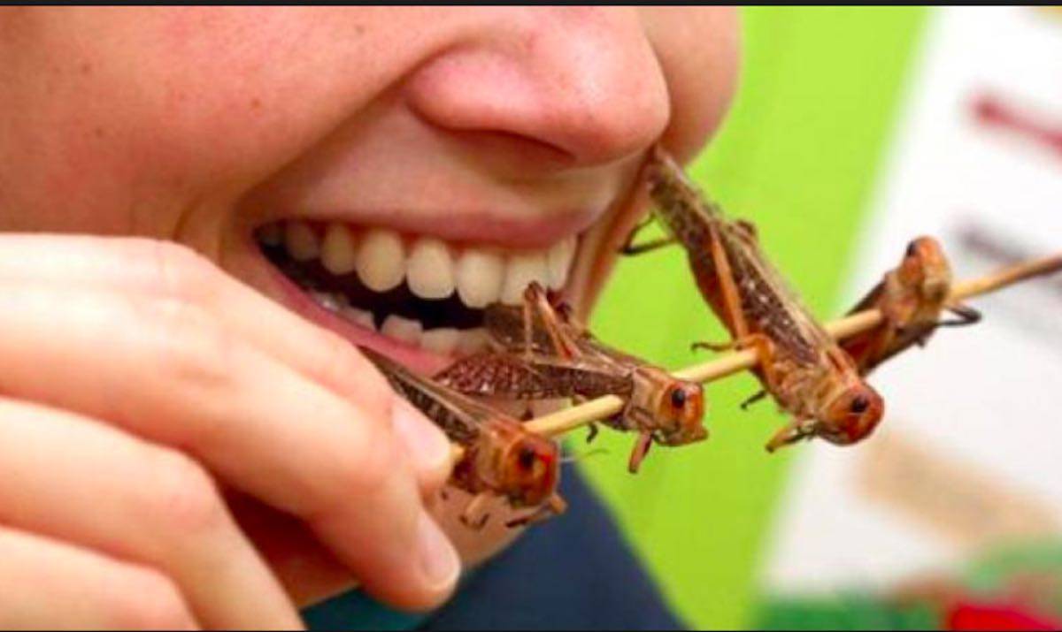 Mangeremo grilli, libelllule e cavallette? Ricette con gli insetti