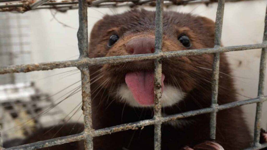 Contagi oggi | animali positivi negli allevamenti di visone in Italia