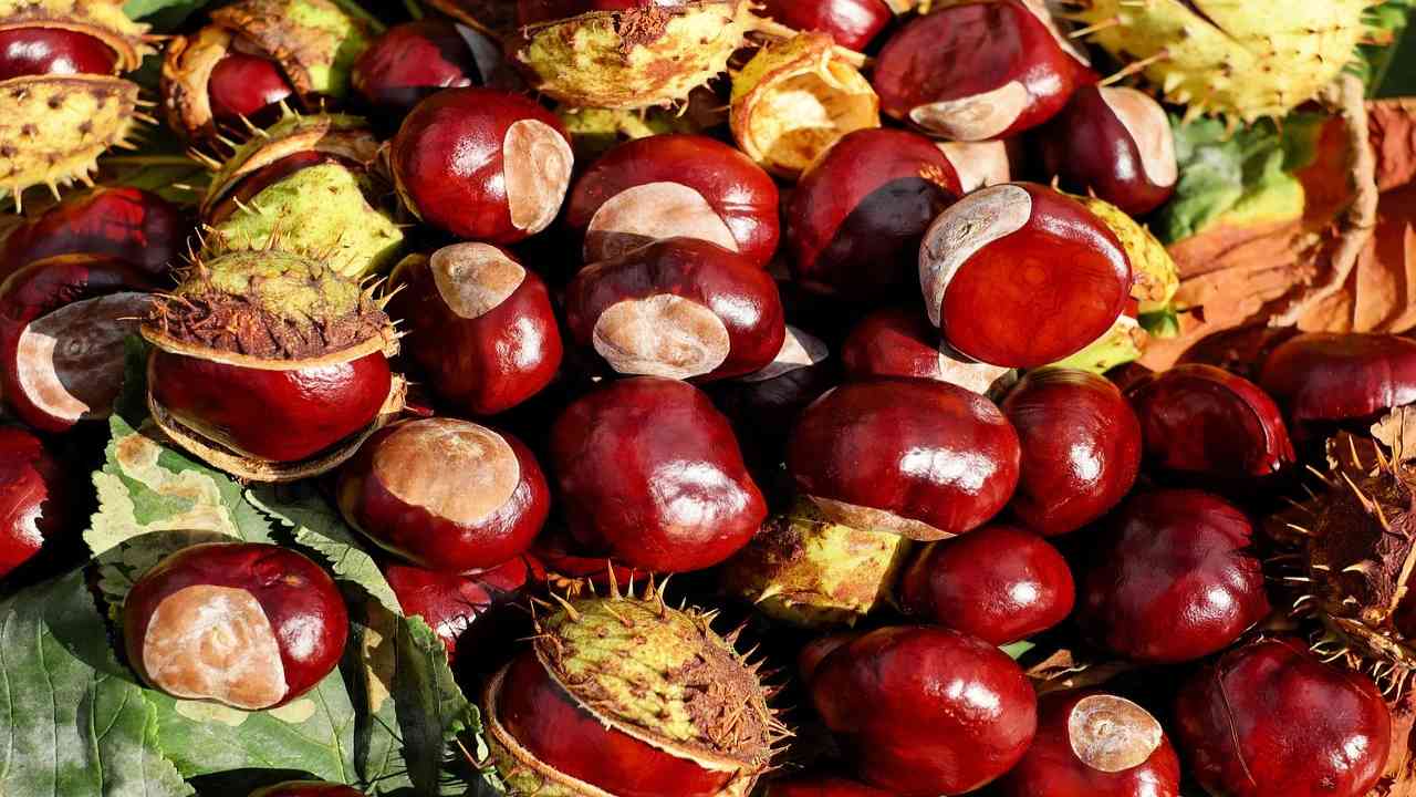 Castagne | una vera e propria bomba | occhio a quante ne mangi