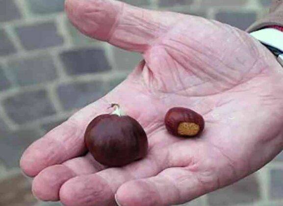 Come scegliere le castagne | Qualità e differenza con i marroni