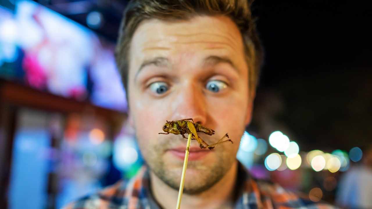 Mangiare insetti | arrivano nei supermercati i grilli da sgranocchiare