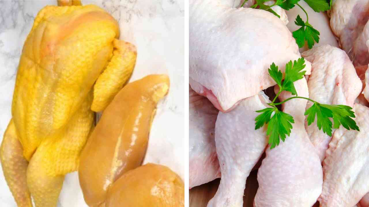 Pollo giallo e pollo bianco | differenze ed altre curiosità