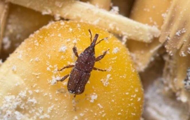 Mai più insetti nella pasta | se ti capita di vederli fai così per ...