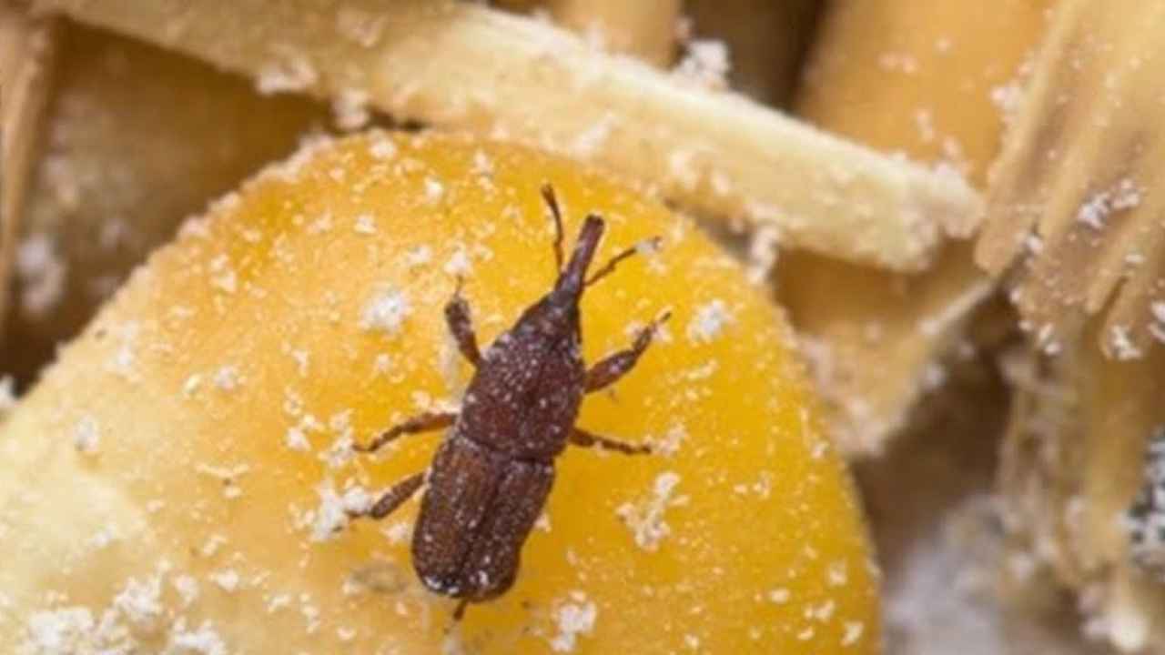 Mai più insetti nella pasta | se ti capita di vederli fai così per ...