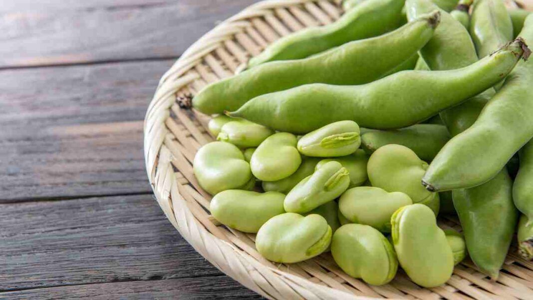 Come cucinare e conservare le fave fresche - RicettaSprint.it