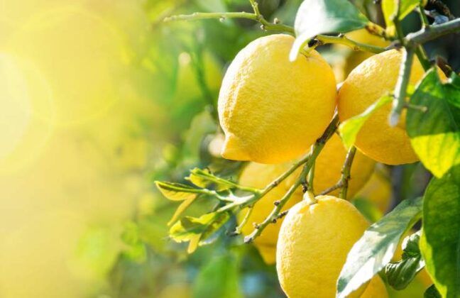 Che succede se non raccolgo i limoni dalla pianta? - RicettaSprint.it