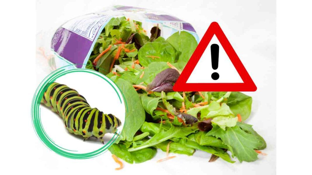 C'è un bruco vivo dentro all'insalata, la marca è famosissima FOTO ...