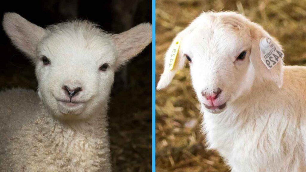 Agnello e capretto non sono la stessa cosa ma non tutti lo sanno: le ...