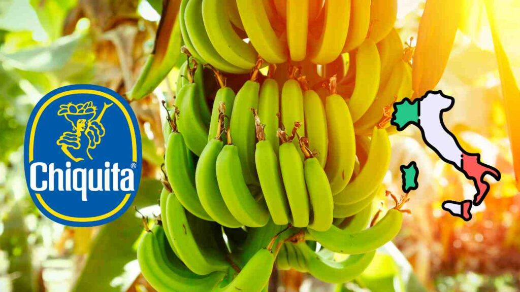 Dalla giungla alla Sicilia: le banane Chiquita diventano italiane ...
