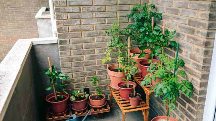 3 piante che non devono mai mancare nel tuo balcone se vuoi tenere ...